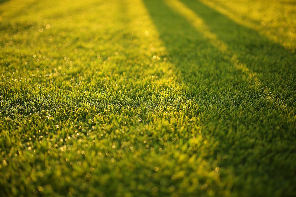 Weed-Free Lawn: Essential Tips for a Pristine and Healthy Yard - Budget ...
