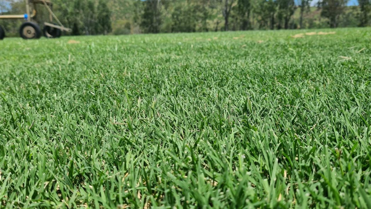 Transform Your Lawn with Empire Zoysia Turf - Budget Turf